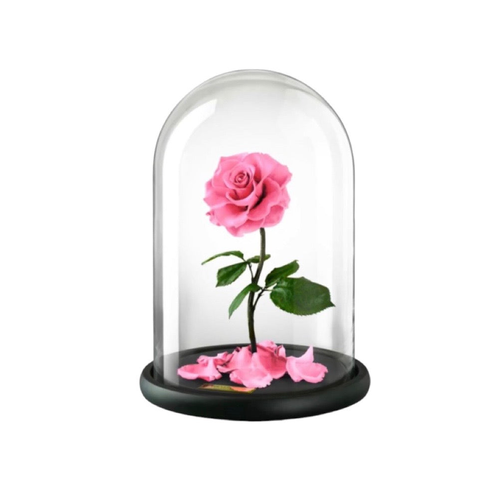 Rose Éternelle Rose sous Cloche | Fleur 100% Naturelle | ParisRoses ...